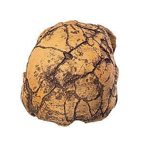 Homo Habilis KNM ER 1813 Skull (Teaching Quality Recreation)