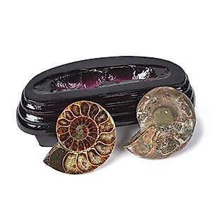 Justinstones Natural Ammonite Pair Fossil Stone Specimen with Wood Stand Madagascar