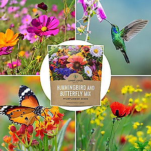 Wildflower Seeds Butterfly and Humming Bird Mix - Large 1 Ounce Packet 7,500+ Seeds - 23 Open Pollinated Annual and Perennial Species