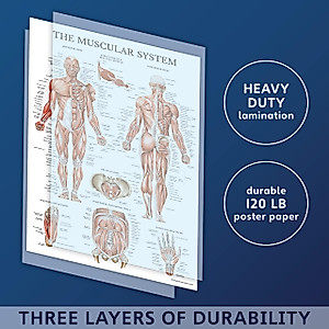 10 Pack - Anatomical Poster Set - LAMINATED - Muscular, Skeletal, Digestive, Respiratory, Circulatory, Endocrine, Lymphatic, Male & Female Reproductive, Nervous System, Anatomy Chart Set - 18" x 24"