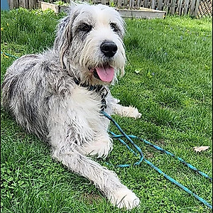 BTINESFUL Tie-Out Check Cord Long Rope Dog Leash, 12ft 20ft 30ft 50ft Recall Training Lead Leash- Great for Large Medium Small Dogs Training, Playing, Camping, or Backyard (30ft, Blue Black)