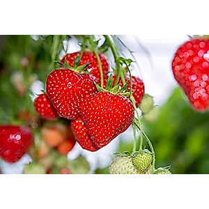 Giant Strawberry Seeds for Planting, 50 Heirloom Seeds Per Packet, (Isla's Garden Seeds), Non GMO Seeds, Botanical Name: Fragaria vesca, Great Home Fruit Garden Gift