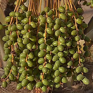 CHUXAY GARDEN Phoenix Dactylifera,Date Palm 15 Seeds Tall Evergreen Palm Tree Edible Fruit Survival Gear Food Seeds Grows in Just Weeks