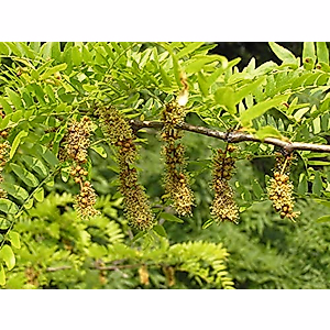 Honey Locust Tree Live Plant, 2-3' Tall Plant, Fast Growing, Tree Plant for Garden