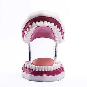 Easyinsmile Mouth Model for Speech Therapy 6 Times Enlarge Dental Tooth Brushing Model with Tube Bent Teeth Care