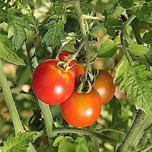 Seeds of Change 6075 Red Cherry Tomato