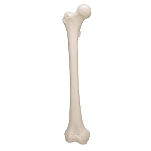 3B Scientific A35/1 Femur - 3B Smart Anatomy
