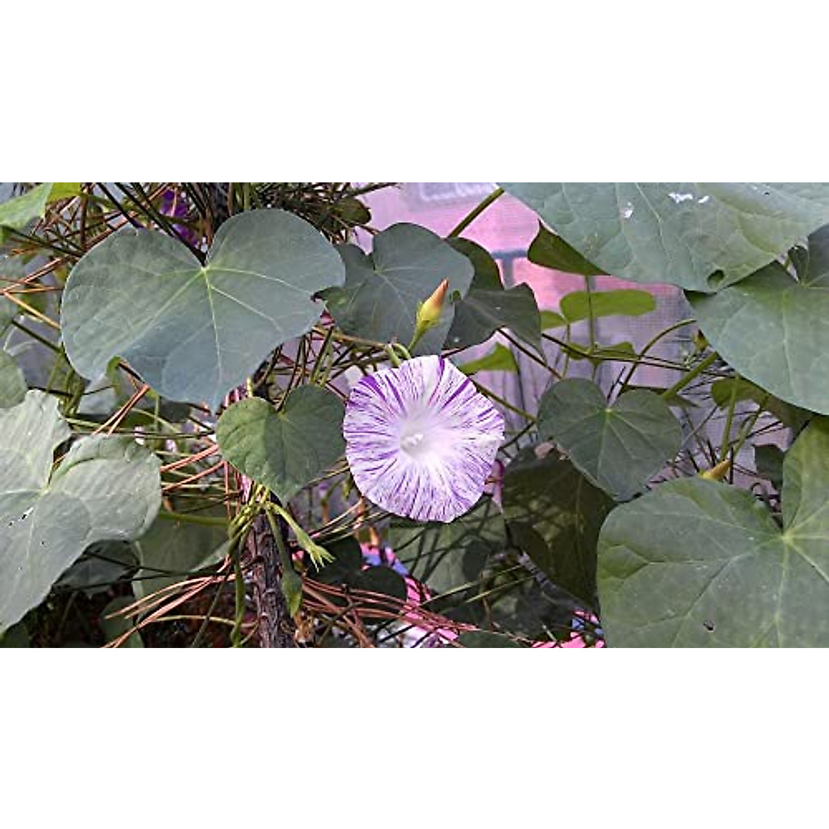RAISE ME UP: Seeds Morning Glory Harlequin Mix Annual Flowers