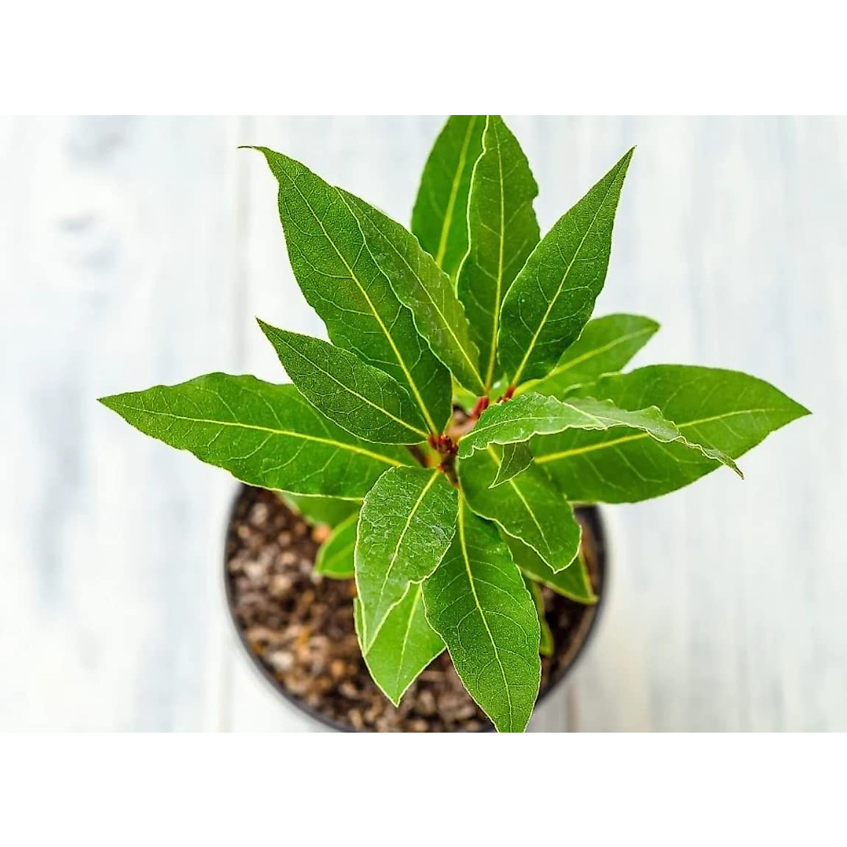 Bay Leaf Laurel Tree Live Plant Herb Bush for Planting Ornament Perennial 4 to 8 Inch Tall