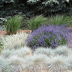 Outsidepride Perennial, Low Growing, Drought Tolerant, Blue Fescue Ornamental Grass - 5000 Seeds