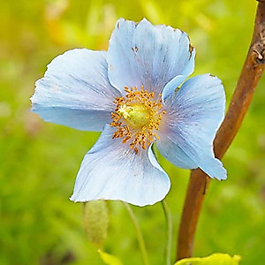 Blue Poppy Seeds Meconopsis Betonicifolia Perennial Attracts Bees & Butterflies Low Maintenance GMO Free Beds Border Patio Outdoor 5Pcs Flower Seeds by YEGAOL Garden