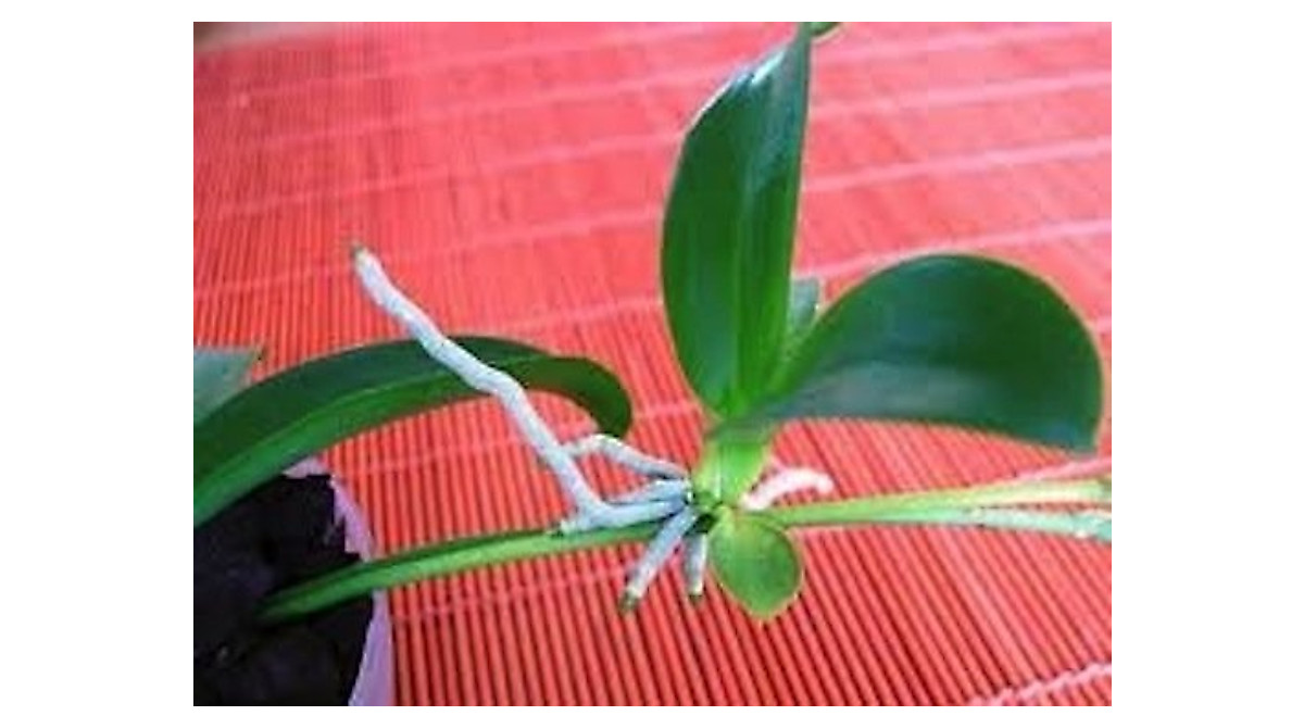 Keiki Power Pro Orchid Cloning Paste - Boost Your Blooms