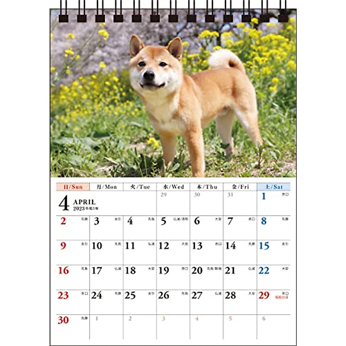 2023 柴犬カレンダー 卓上書き込み式 [B6タテ] 【S3】 (永岡書店のカレンダー)