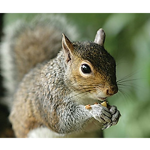 Audubon Park 12243 Critter Crunch Wild Bird and Critter Food, 15-Pounds