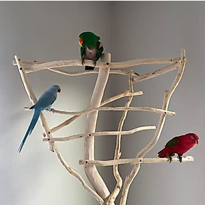 Exoticdad Parrot Stand - Reptile Birds Perches For Parrots - Wood Perches Stand For Parrot - Uniquely Sanded ,Custom Made Designed For Parrots, Cockatoo, Parakeets- 2ft x 3ft Base and 5.5-6ft Height