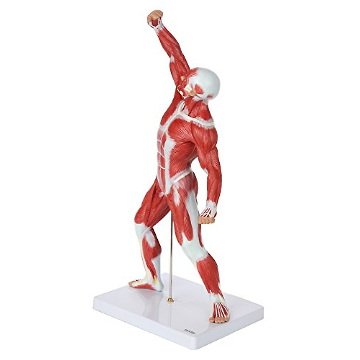 Miniature Muscular System Model, 20” Human Muscle Model, Body Muscle Figure Anatomy Model with Structure of the Body, Anatomy and Physiology Model, Detailed Product Manual, Made by Axis Scientific