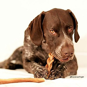 Pawstruck 7" Braided Bully Sticks for Dogs (10 Pack) - Natural Bulk Dog Dental Treats & Healthy Chews, Chemical Free, 7 inch Best Low Odor Pizzle Stix