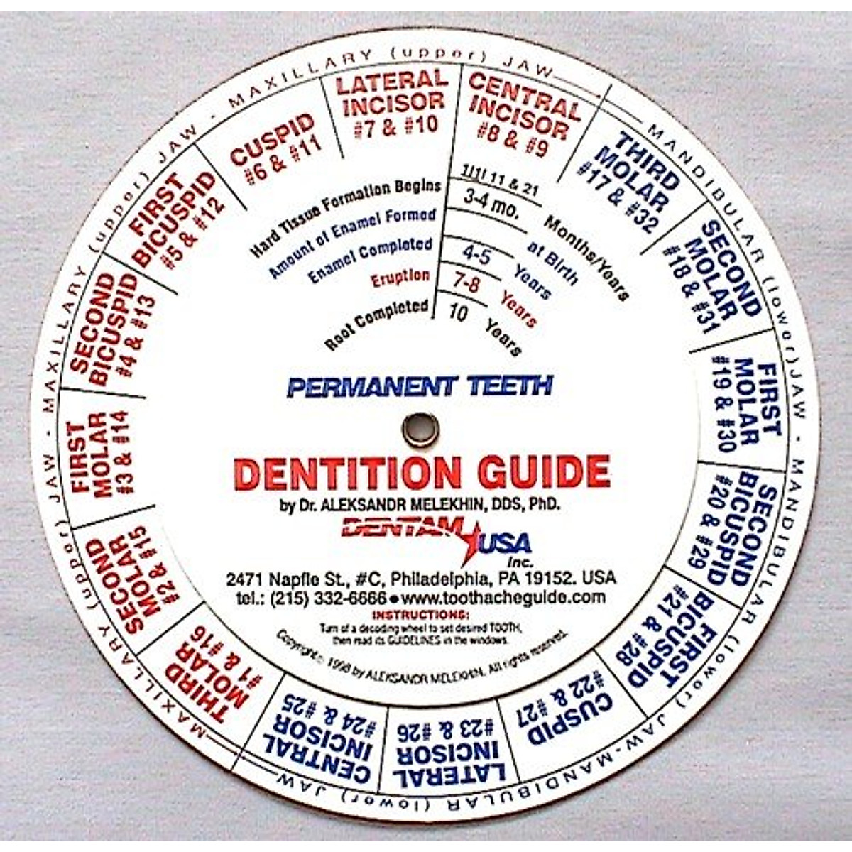 5 Dentition (Tooth Eruption) Guides/Practitioner and Dental Student Exam Study