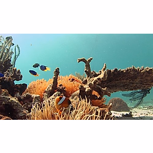 Plasmaquarium: Vol. Two - Ultra Coral Reef Aquarium (Widescreen)