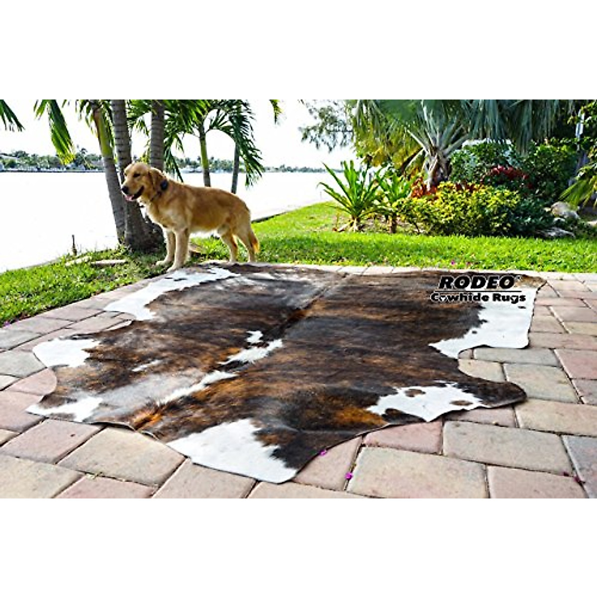 rodeo Amazing Cowhide Rug Hair on Skin cowhides Tricolor Brown Large Size