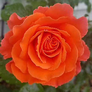 25 Rose Seeds Climbing Orange Rose Seeds Flowers Rose Perennial Seeds for Planting Garden