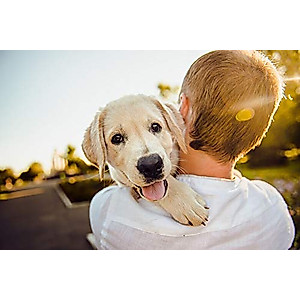 MY LUCKY PETS LLC Dog antioxidant Treats - Dog Immune Support - Overall Health and Wellness Boost - ANTIOXIDANT - Liver Health - Dog Mushroom Supplement - 1 Bottle (60 Treats)