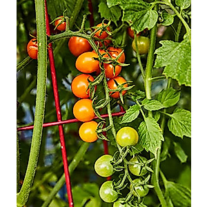 Burpee Sun Gold Hybrid Non-GMO Home Garden | Sweet Orange Cherry Tomatoes | Best Vegetable Planting, 30 Seeds