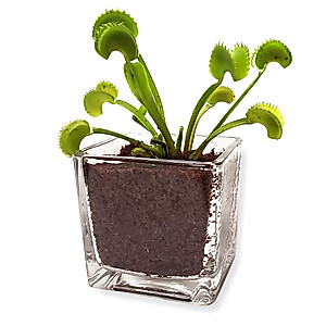 Nature Gift Store Live Adult Venus Flytrap Plant in Cube Vase: Venus Fly Trap Kit