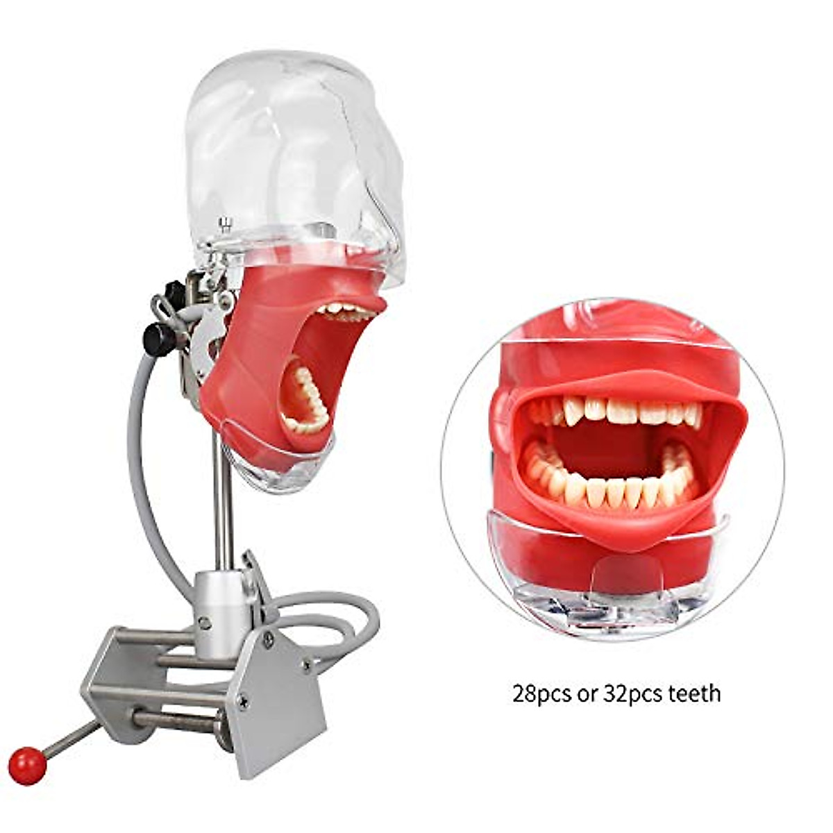Teaching Head Model Plastic Educational Teeth Model Manikin Phantom Head Models Fix on Table