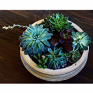 Mixed Colored Succulents Seeds Garden and Home Bonsai Flower Plant 200 Pcs Seeds