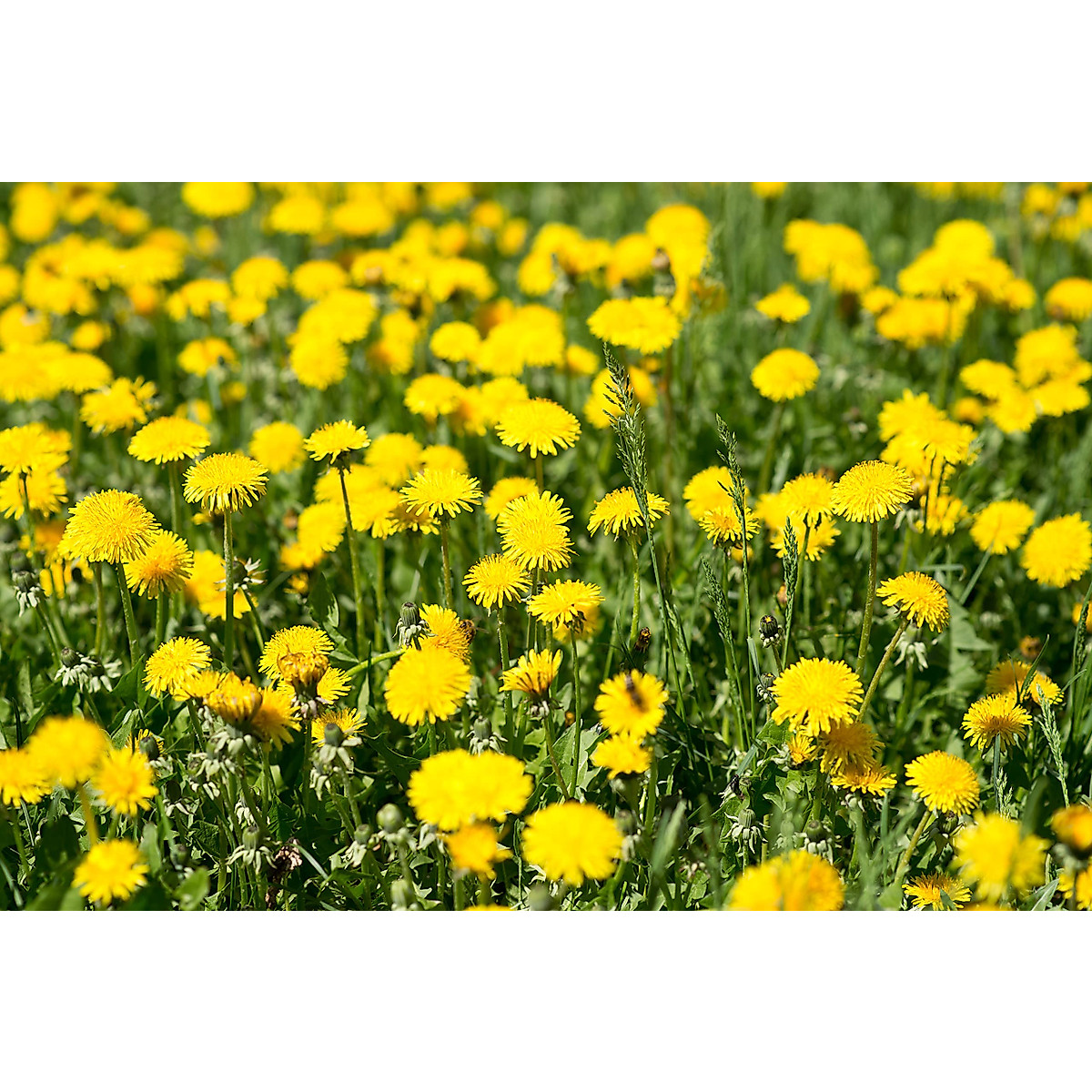 Dandelion Root Tea 1LB (16Oz) | 100% Certified Organic | Loose Dandelion Root Tea (200+ Cups) Cut and Sifted| 100% Raw Albanian Harvest | by U.S. Wellness Naturals