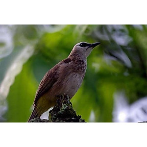 500MM HIGH Definition TELEPHOTO Zoom Lens for Canon DSLR Cameras T3 T3I T4 T5 T6 T7 SL1 SL2 SL3 D80 D1100 D1300 FITS All Canon EOS Rebel DSLR Cameras