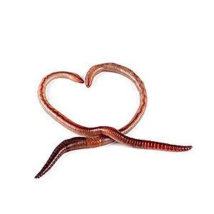 1000+ Red Wigglers Composting Worms Perfect for Worm Composting with Guaranteed Live Delivery Approximately 1 Pound Live Red Wiggler Worms Fast Delivery!