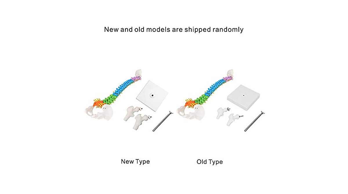 Human Spine Model - Detailed Anatomical Skeleton for Education and ...