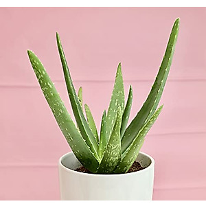 Aloe Vera Plant Live Succulent Plants, Live Aloe Vera Plant Succulents, Live Aloe Plant in Aloe Plant Pot, Aloe Plants Live Indoor Plants, Live Aloe Vera Plant Indoor House Plants by Plants for Pets