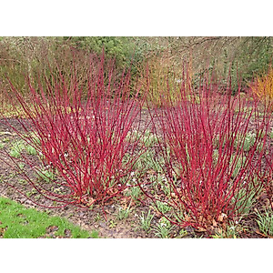 Red Dogwood Cuttings to Plant - No Roots, Easy to Grow - Grow Red Osier Dogwood Bushes (8 Cuttings)
