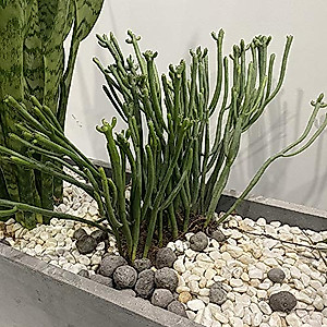 5-Pack Garden Plant Support Stake Green Plant Support Rings Support Hoop for Climbing Plant, Flowers ( 7.9" Wide x 11" High )