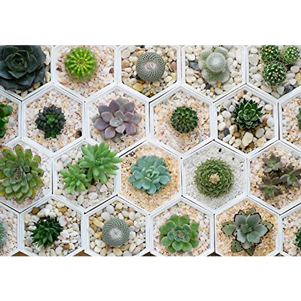 800pcs Mix Rare Succulent Seeds for Planting, DIY Bonsai Ornamental Plant, Non-GMO Open Pollinated Seeds