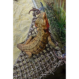 PENN-PLAX Reptology Lizard Lounger Corner Triangle – 100% Natural Seagrass Fiber – Great for Bearded Dragons, Anoles, Geckos, Iguanas, and Other Reptiles – Small