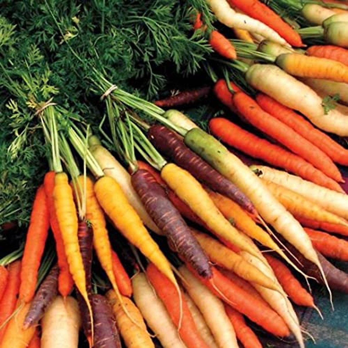 Rainbow Carrot Seeds for Planting | Non-GMO & Heirloom Vegetable Seeds | 750 Carrot Seeds to Plant Outdoor Home Garden | Buy Planting Packets in Bulk (1 Pack)