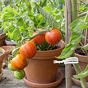 KINGLAKE 328 Feet Plastic Plant Twist Tie White Garden Plants Tie Multi-Use for Secure Vines,Plants