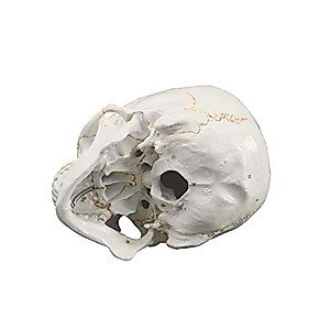 Vision Scientific VAL221 Medical Numbered Human Skull-3 Part | Life Size | from Real Human Skull, Detail Hand Painted Numbering | Sectioned Skullcap | Suture Lines & Full Dentition | Labelled Diagram