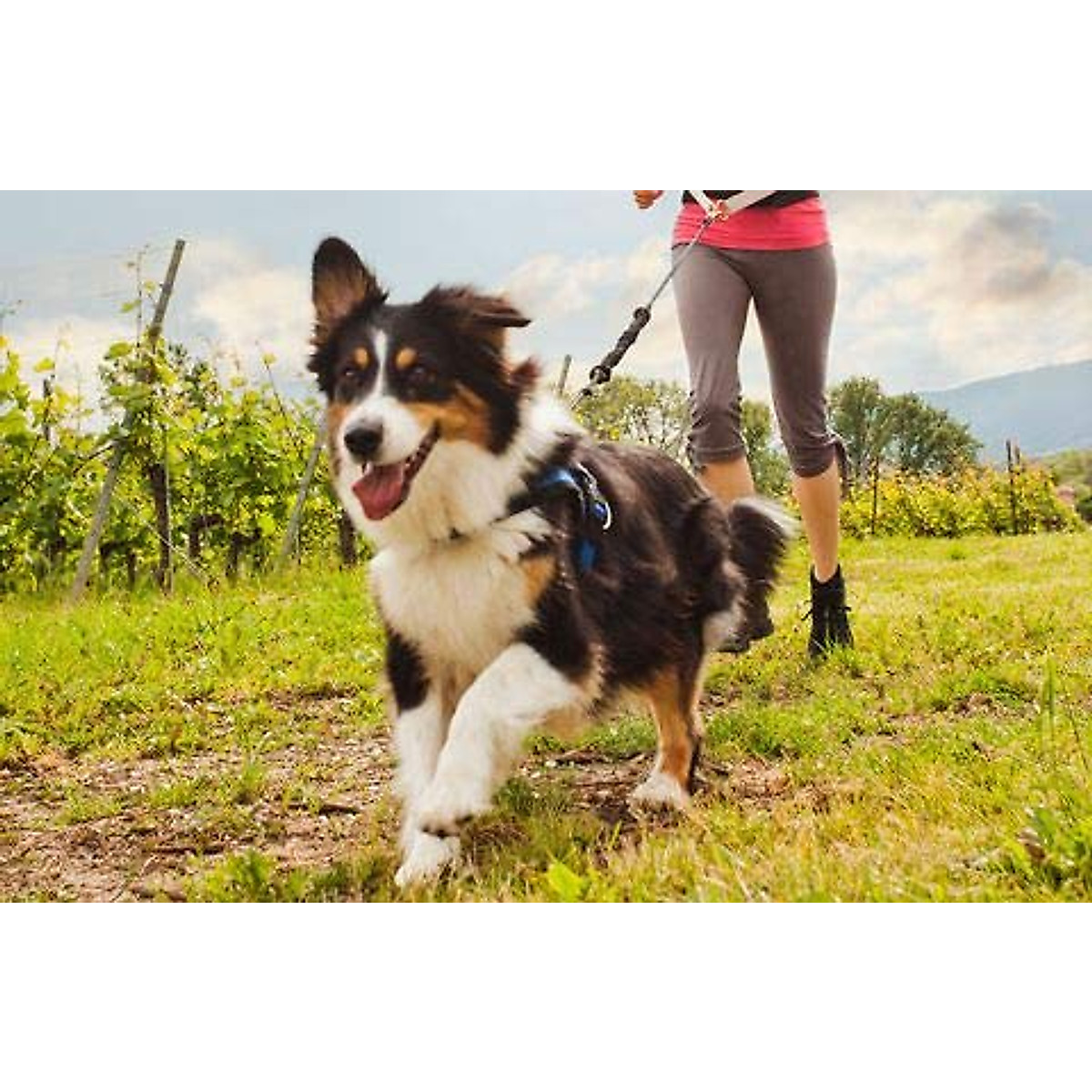 Dog Joint Supplement with tumeric - Dogs Joint Health Complex with Turmeric and MSM - Supports Hips and Joints - Turmeric for Dogs Joints - 1 Bottle (60 Tablets)