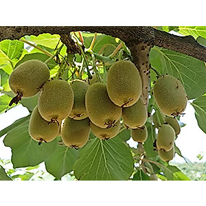 Bonsai Kiwi Tree Seeds for Planting | 50 Seeds | Actinidia chinensis Seeds