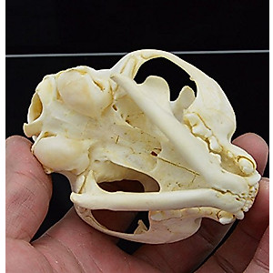Hot Raccoon Skull Taxidermy Supplies Art Bone Vet Medicine 1:1 Lucky Cat