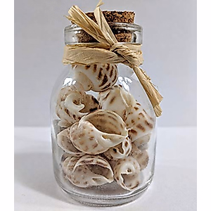 Greenbrier Decorative Seashell Jars Set of 3-3"x 2"