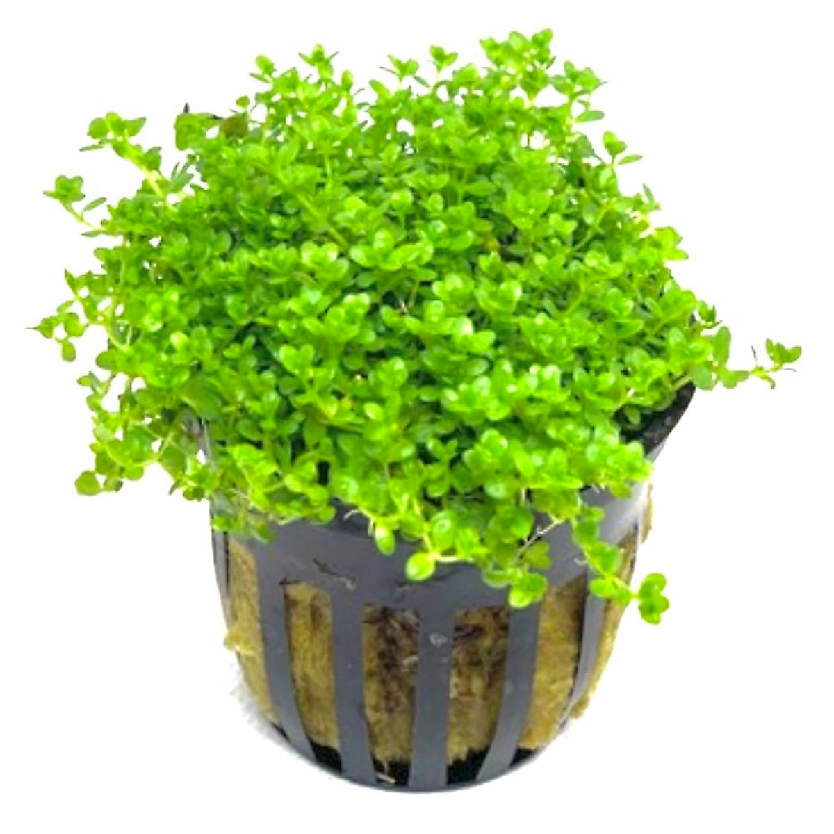 Marcus Fish Tanks - 3X Dwarf Baby Tears Hemianthus Callitrichoides Live Aquarium Plants