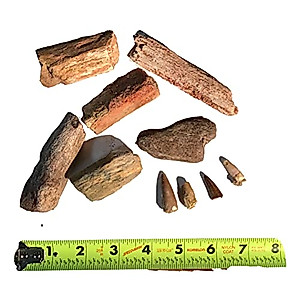 Genuine Fossil Dinosaur Bone & Genuine Fossil Spinosaurus Dinosaur Tooth by DINOSAURS ROCK
