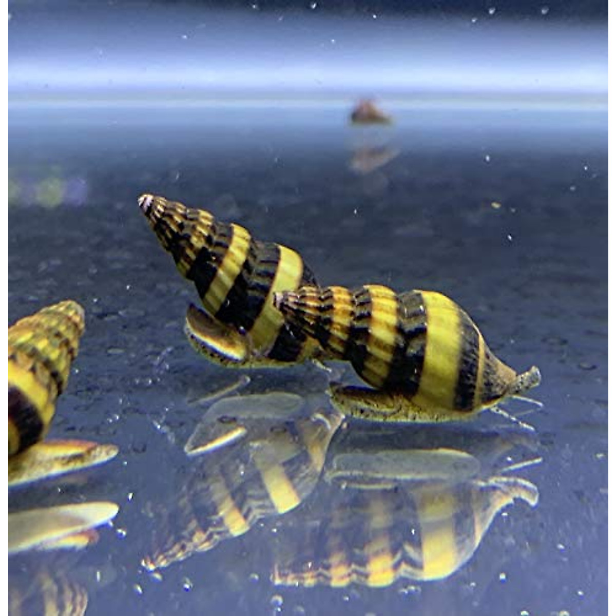 Assassin Snails x3 (Clea Helena) 1/2" to 3/4" Live Freshwater Snail Plants