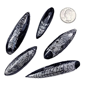 5 Genuine Orthoceras Polished Fossils with Information Card - Prehistoric Educational Fossil